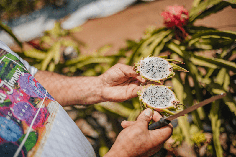Cunucu di Jimmy is Full of Dragons! | Aruba.com