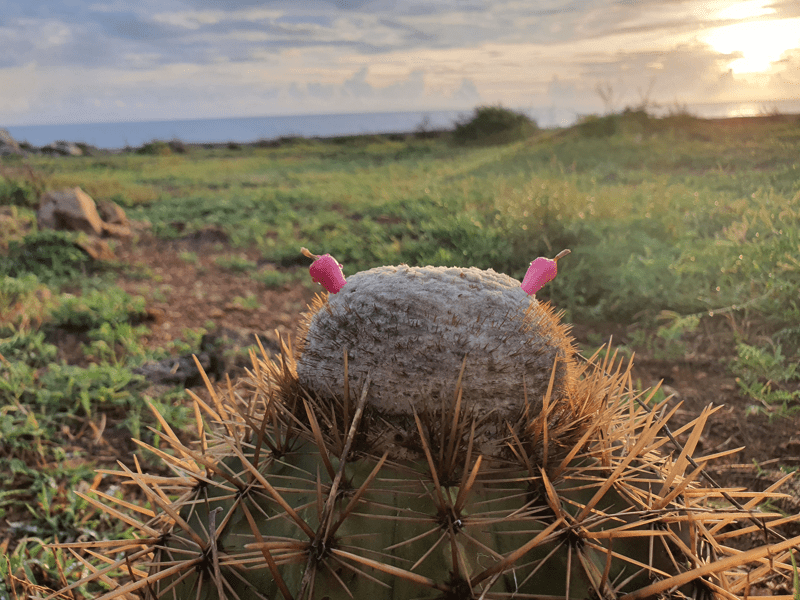 Aruba Nature Explorers | Aruba.com