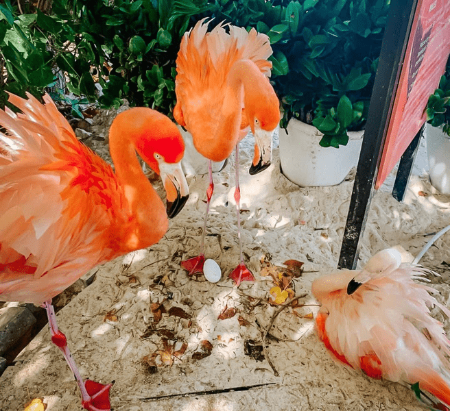 Wind Creek Celebrates National Pink Flamingo Day | Aruba.com
