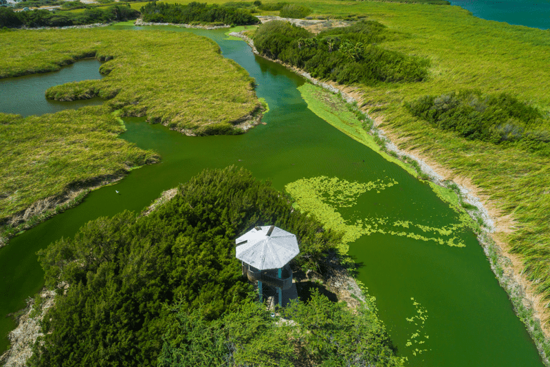 Aruba Bubali Bird Sanctuary - Bird Watching & Nature Hikes