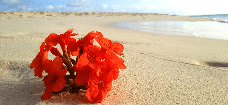 Best Aruba Beaches - Beautiful Caribbean beaches | Aruba.com