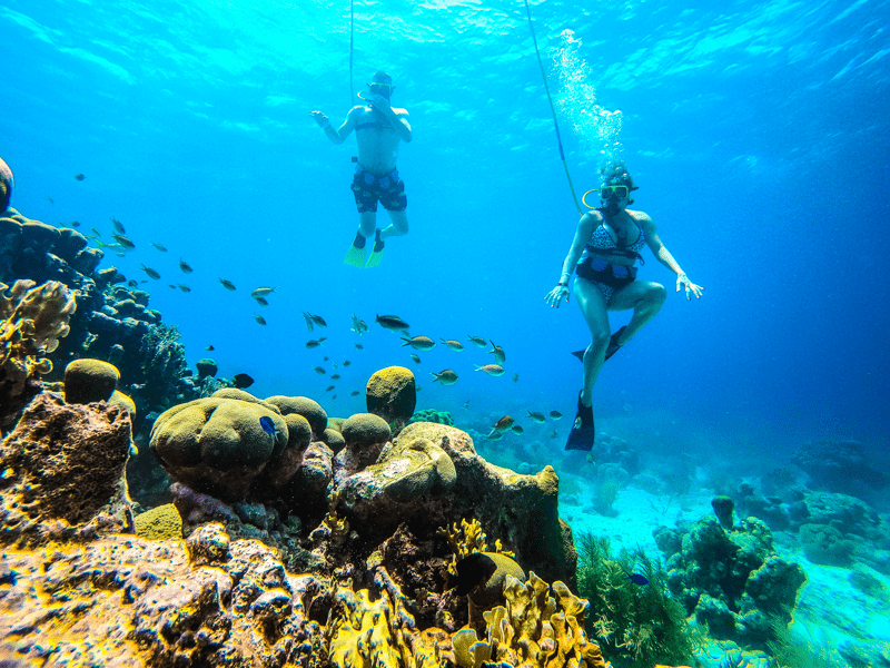 Como e por que cuidar dos recifes de coral de Aruba
