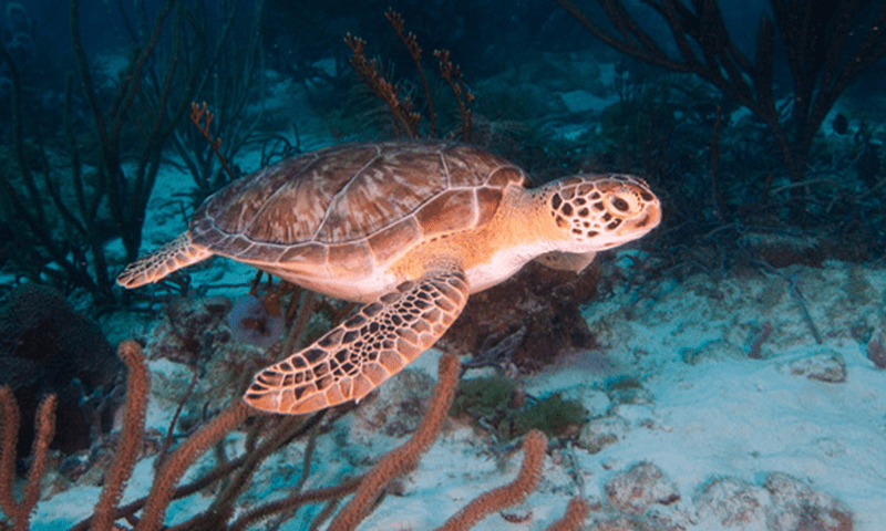 Aruba på sommaren – bättre kan det inte bli!