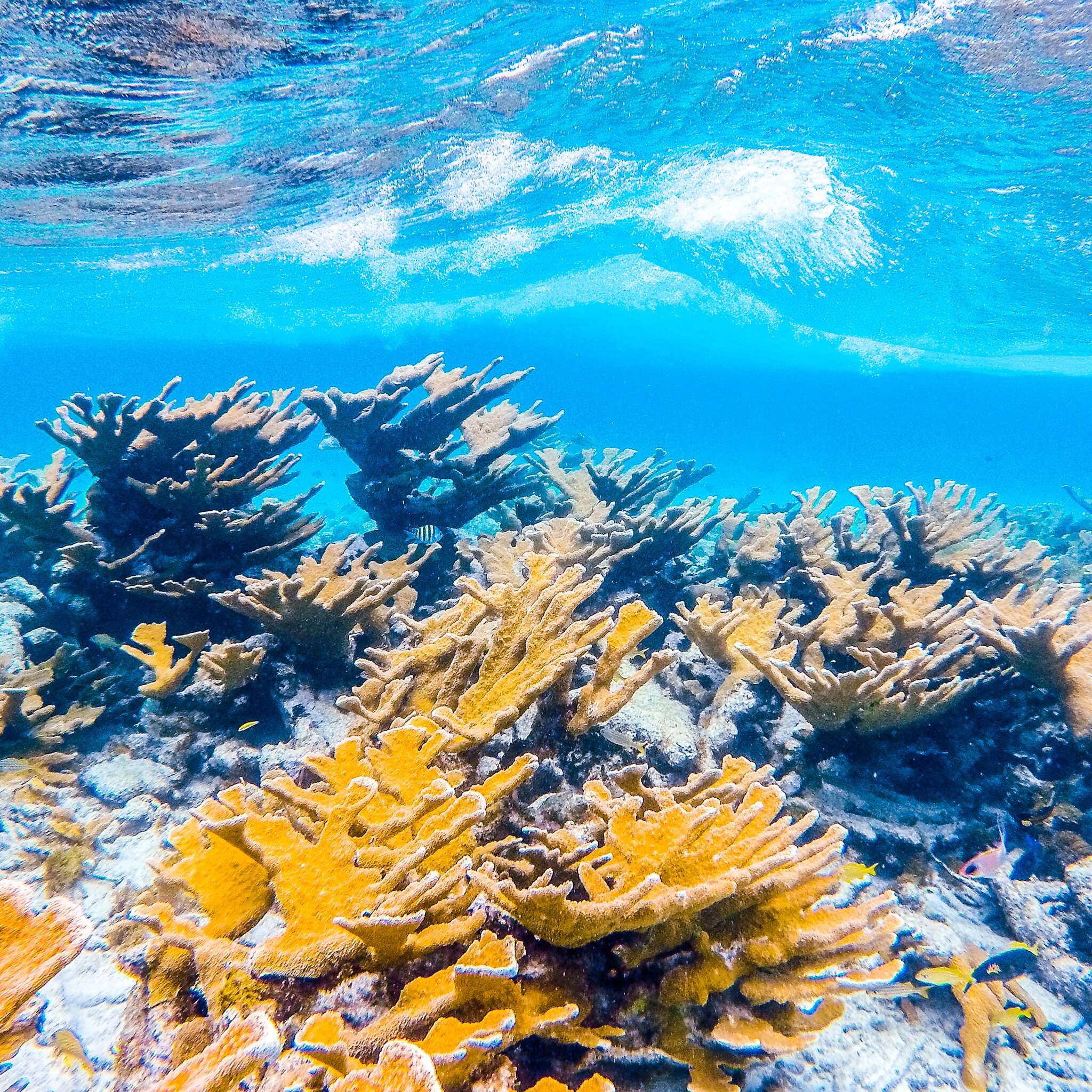 2020 Annual Aruba Reef Care Project