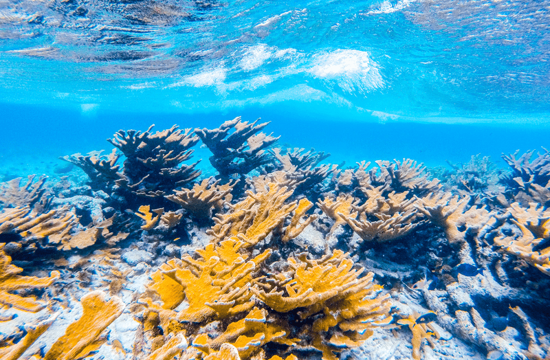 Annual Aruba Reef Care Project