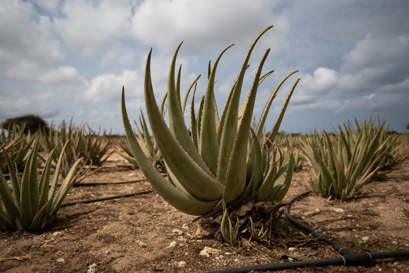 De helende kracht van Aruba’s planten: wijsheid en remedies uit de natuur